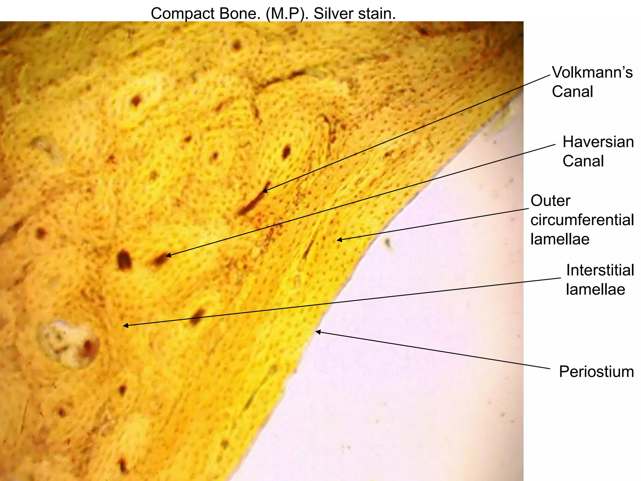 compact bone.ppt