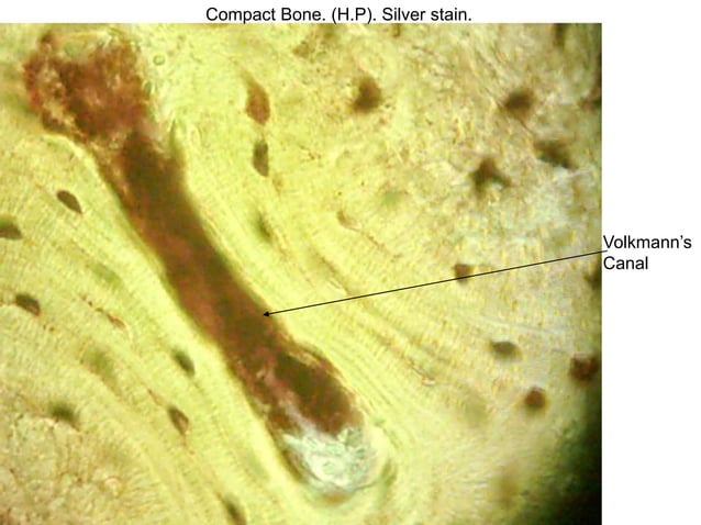 compact bone.ppt | Biological Sciences | Science