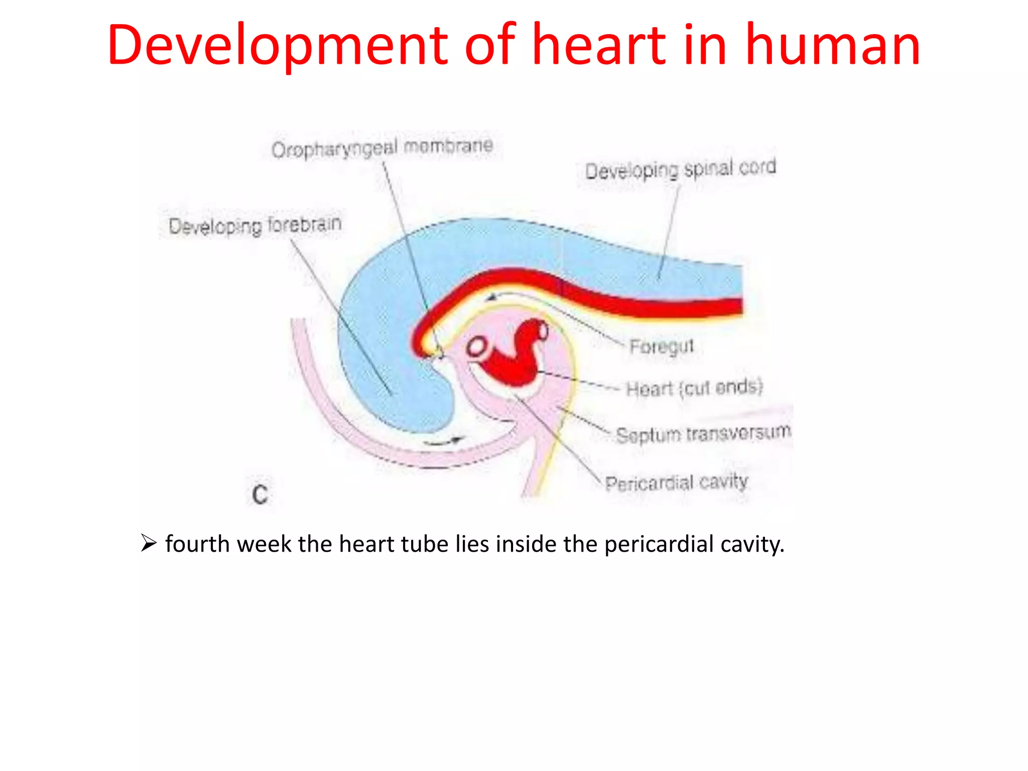 Comp anatomy of heart | PDF