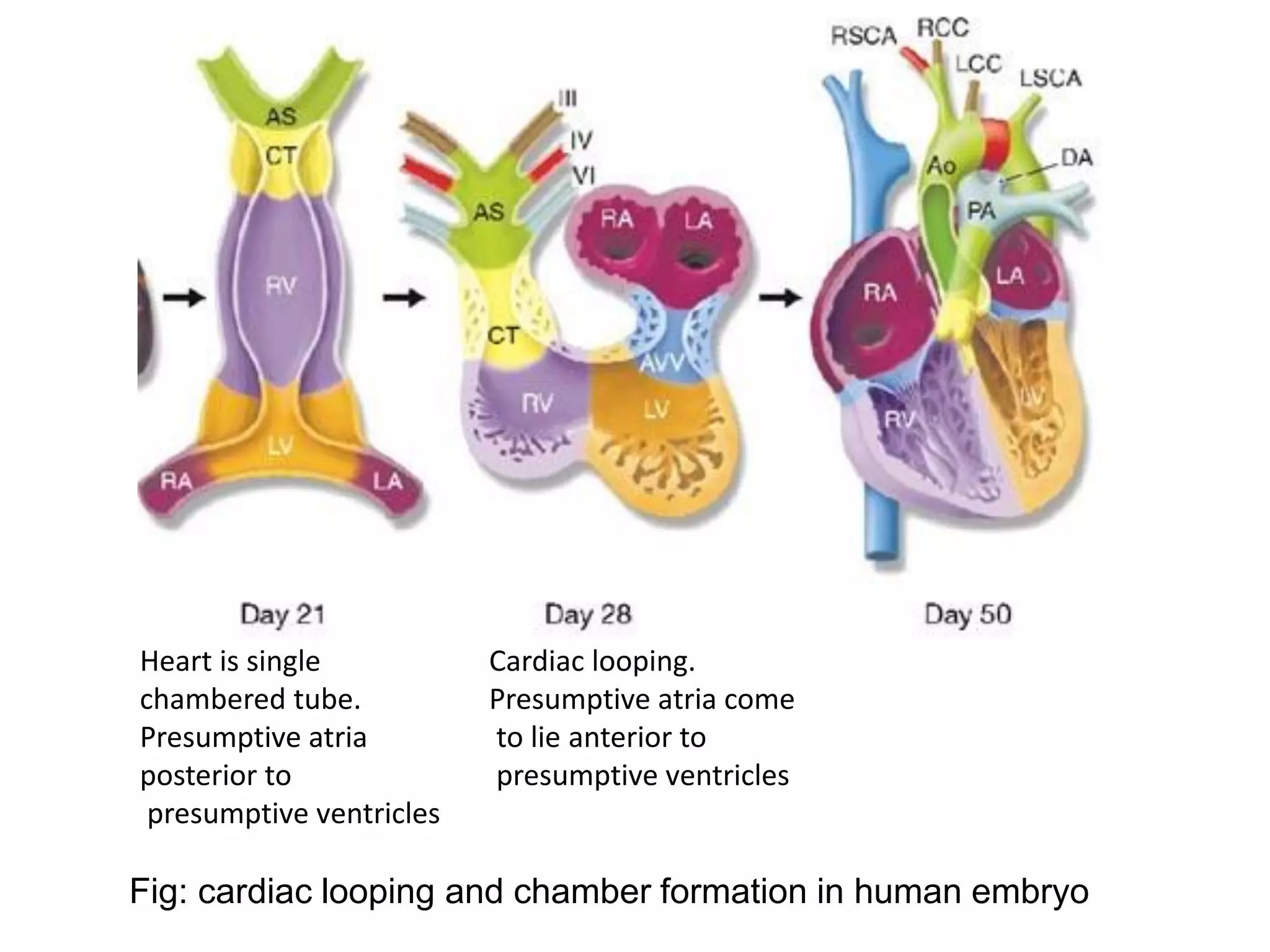 Comp anatomy of heart | PDF