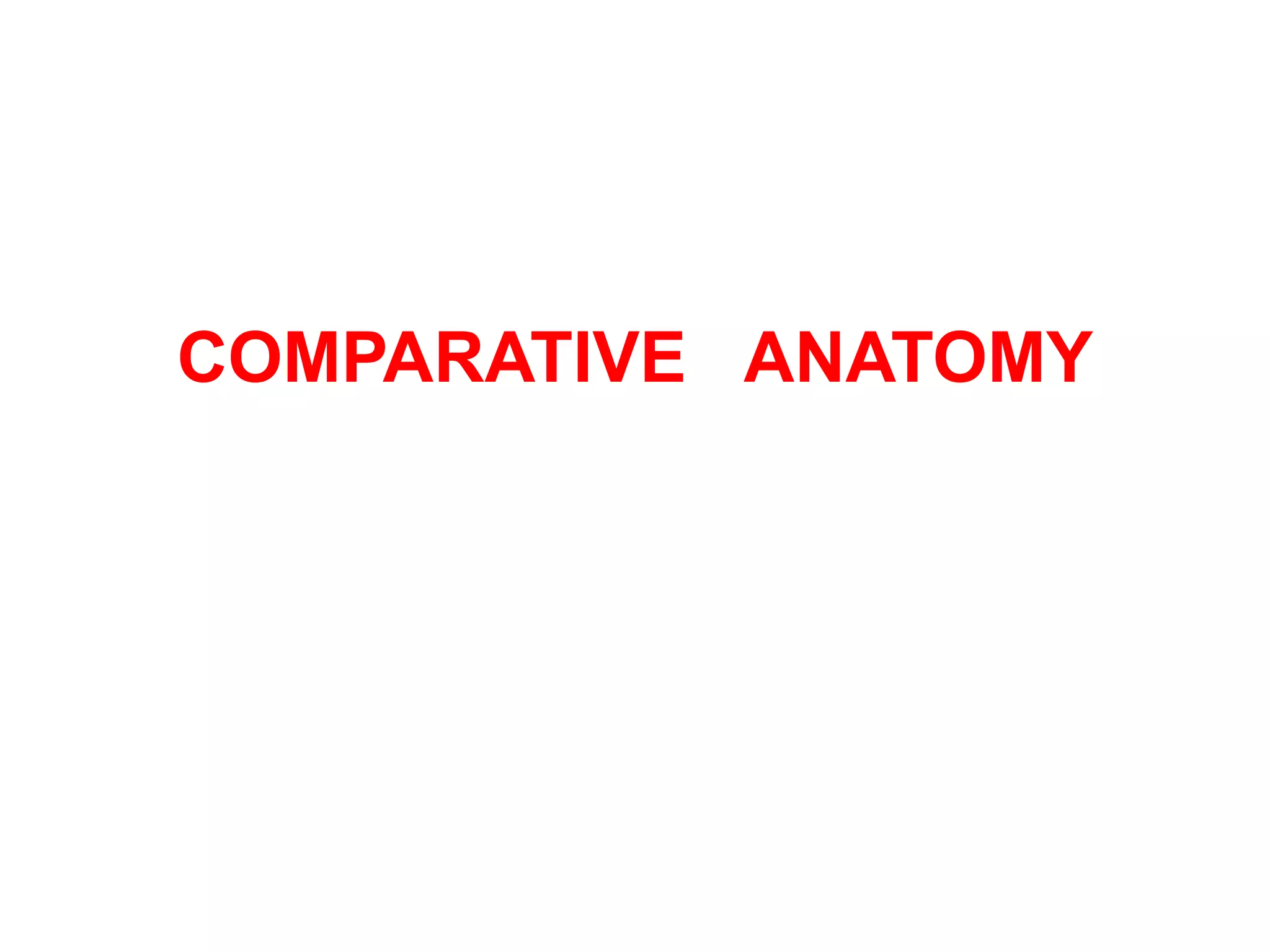 Comp anatomy of heart | PDF