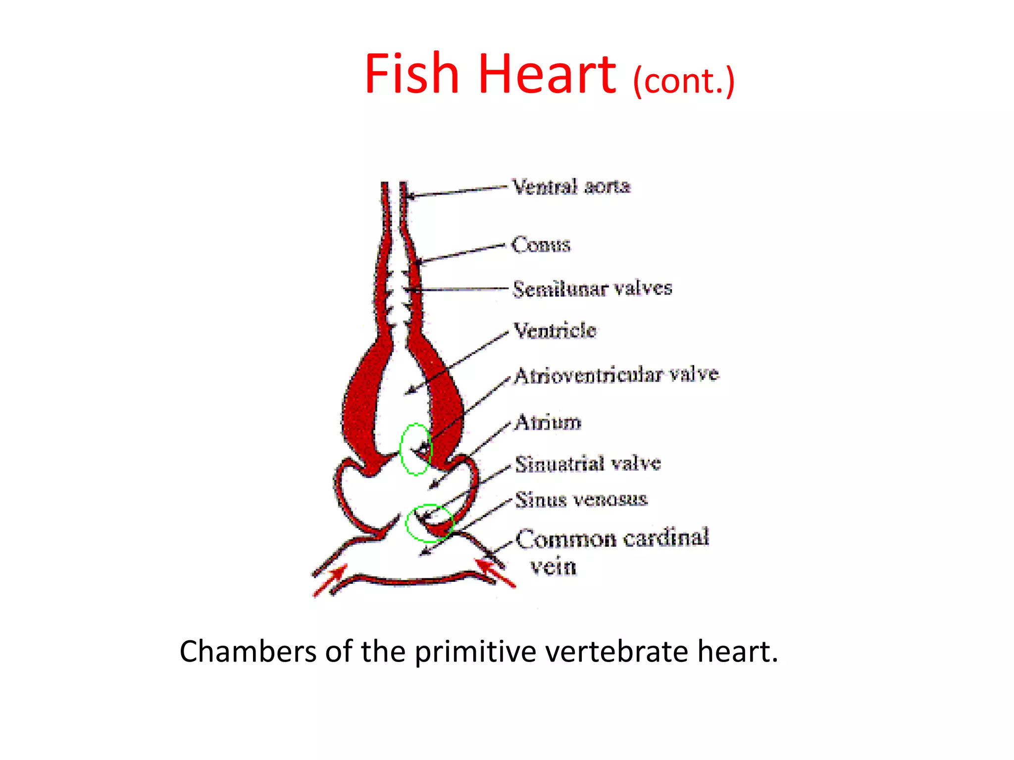 Comp anatomy of heart | PDF