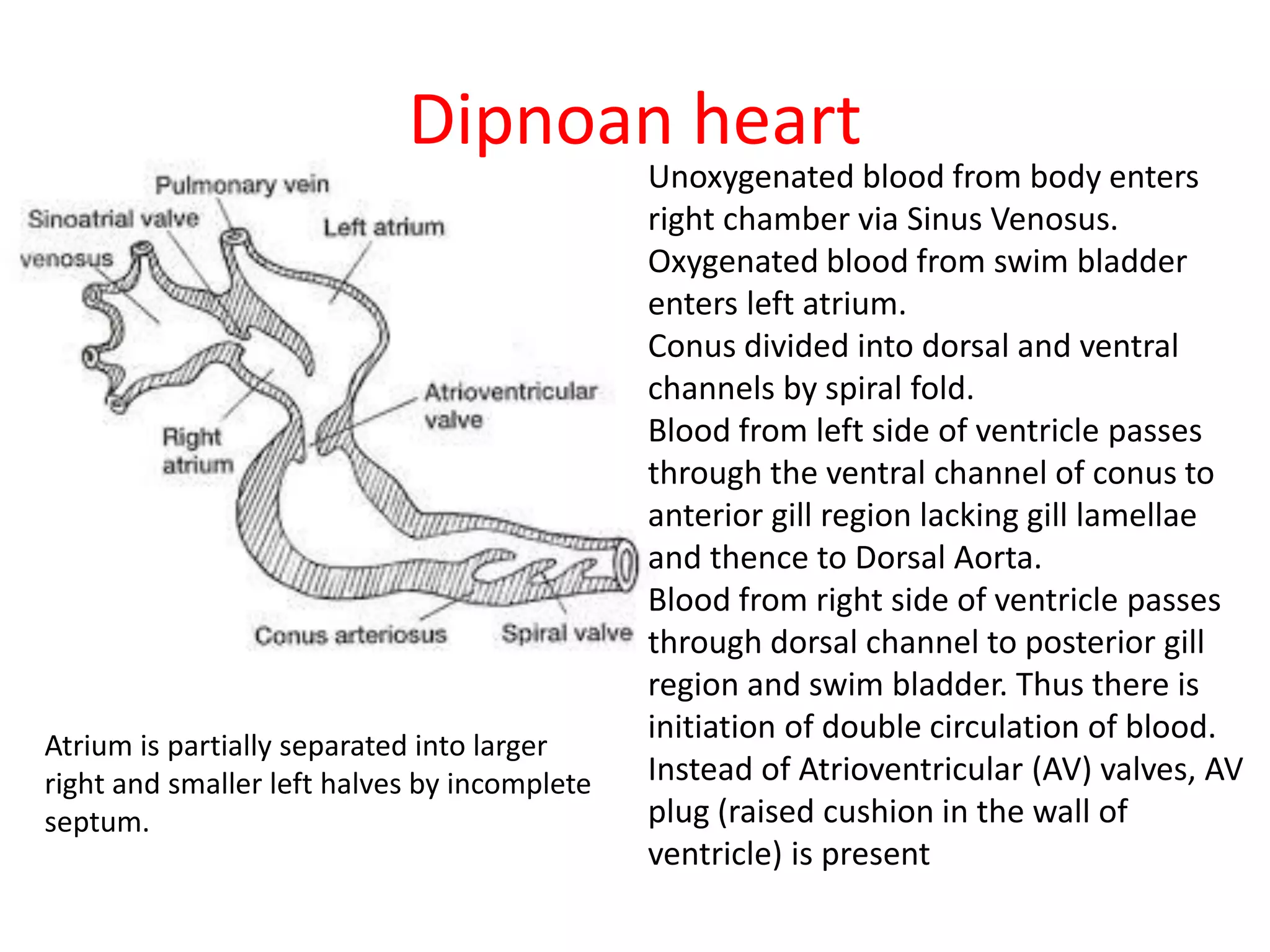 Comp anatomy of heart | PDF