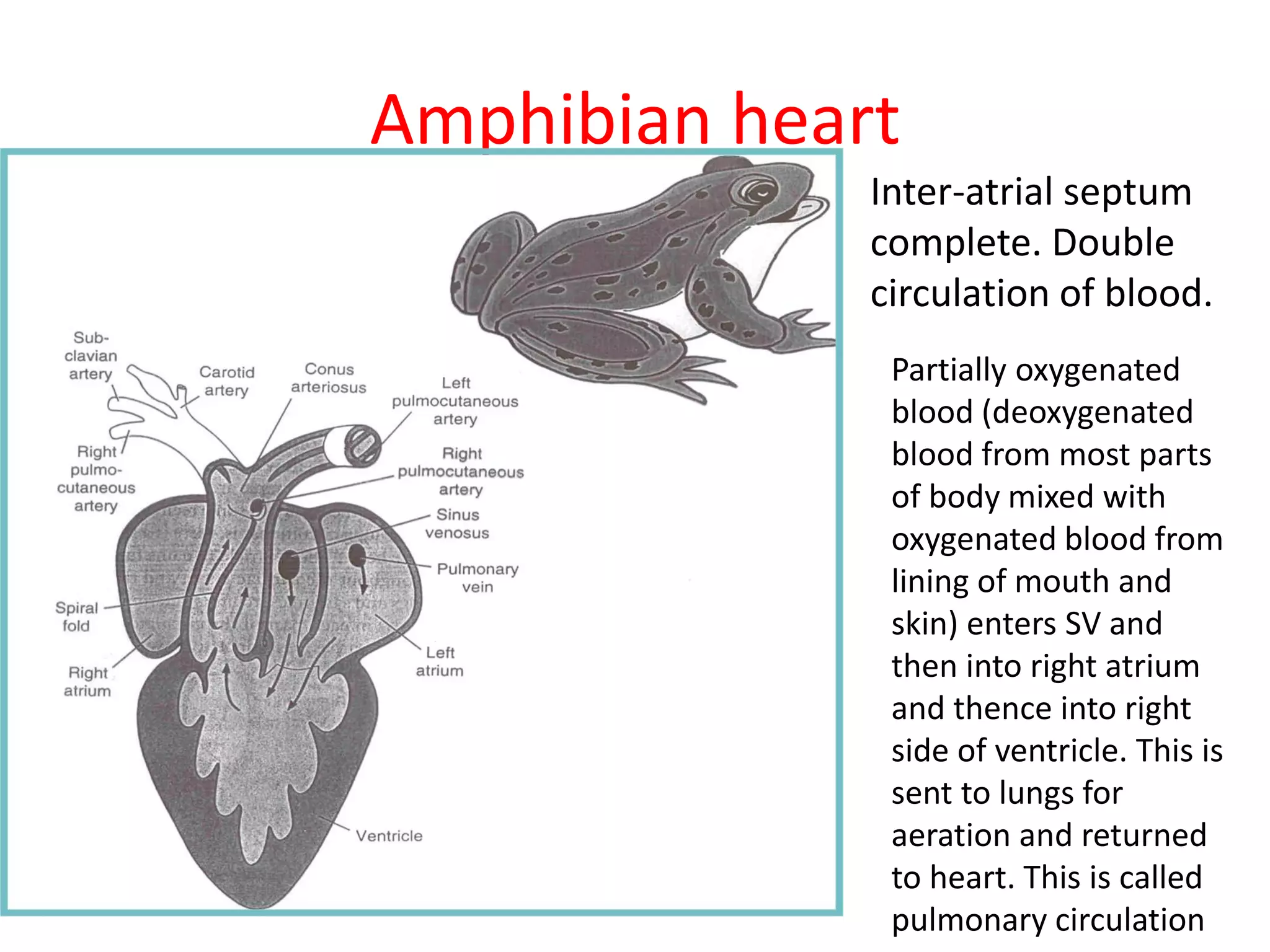 Comp anatomy of heart | PDF