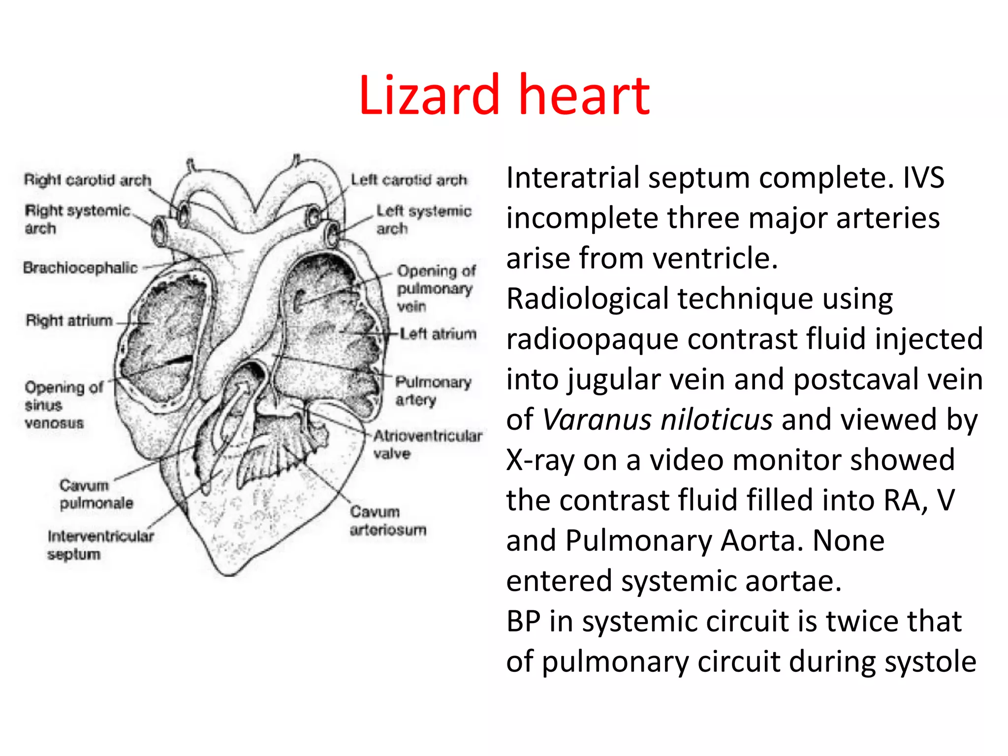 Comp anatomy of heart | PDF
