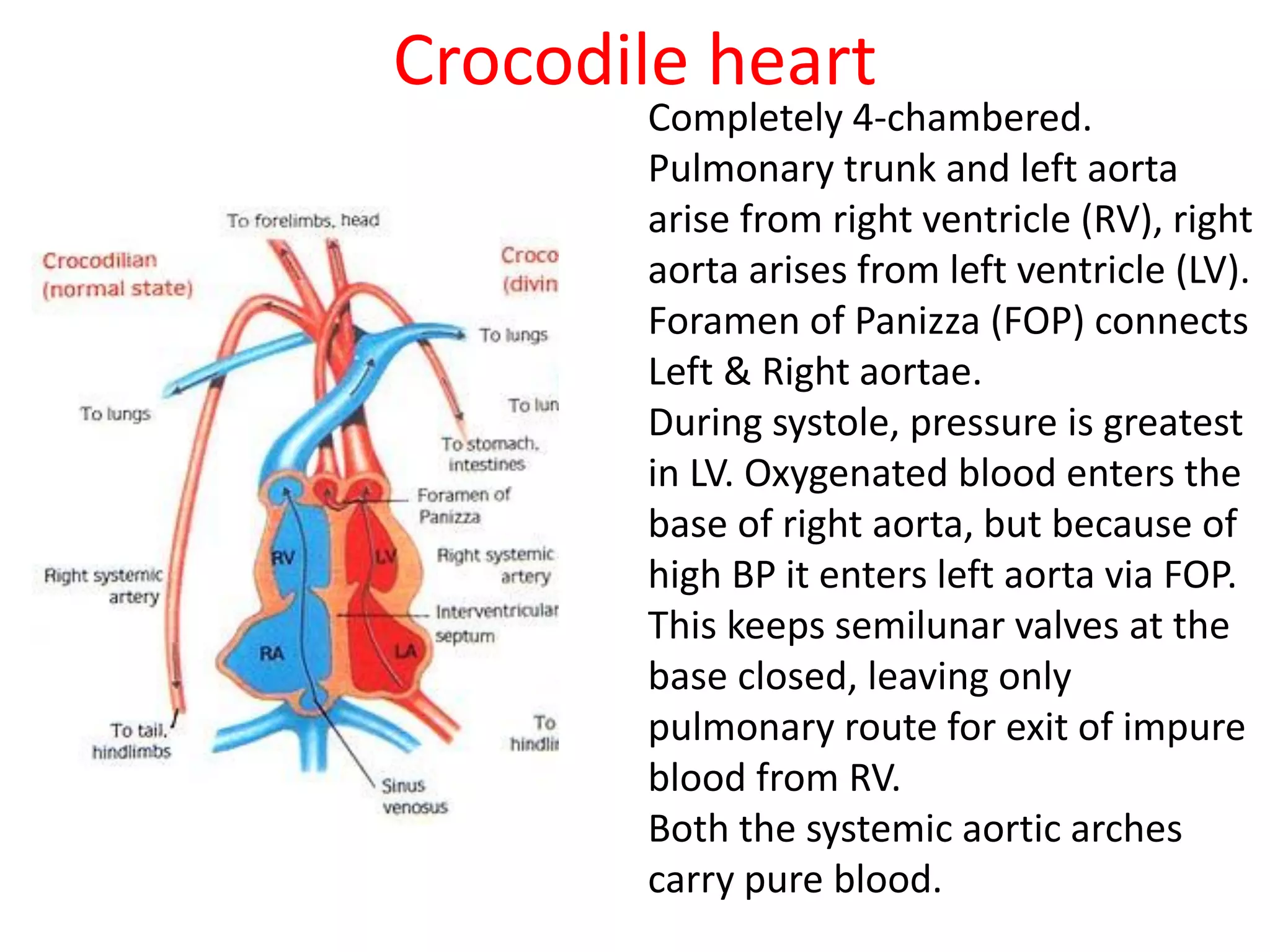 Comp anatomy of heart | PDF