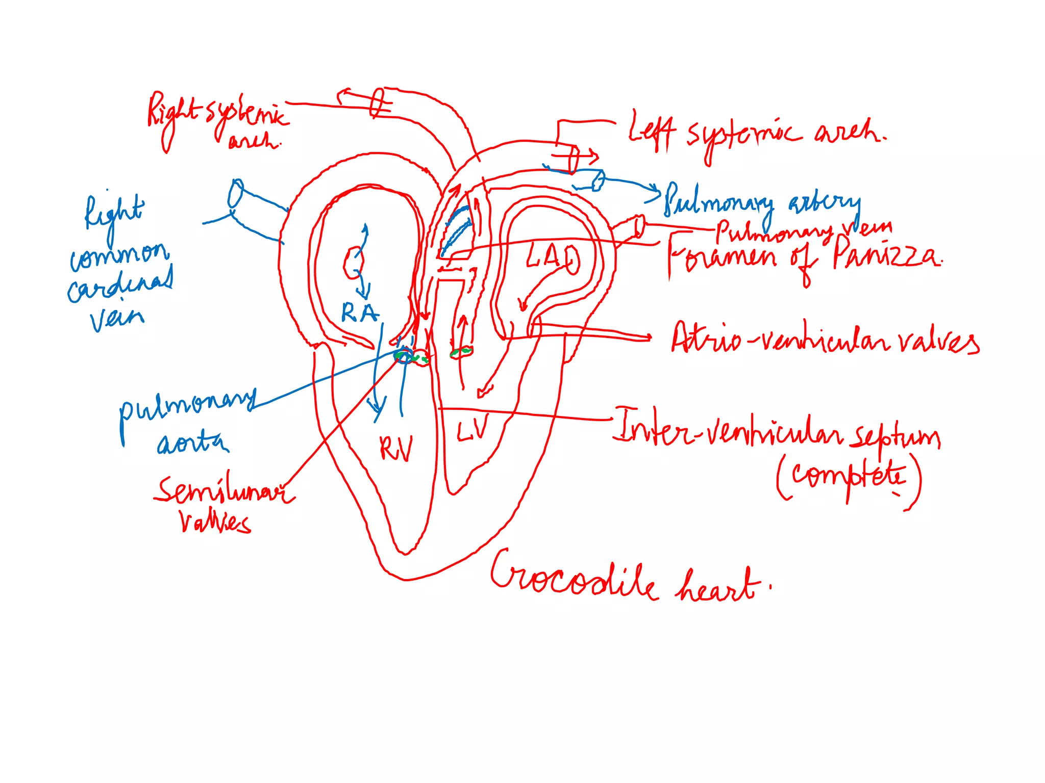Comp anatomy of heart | PDF