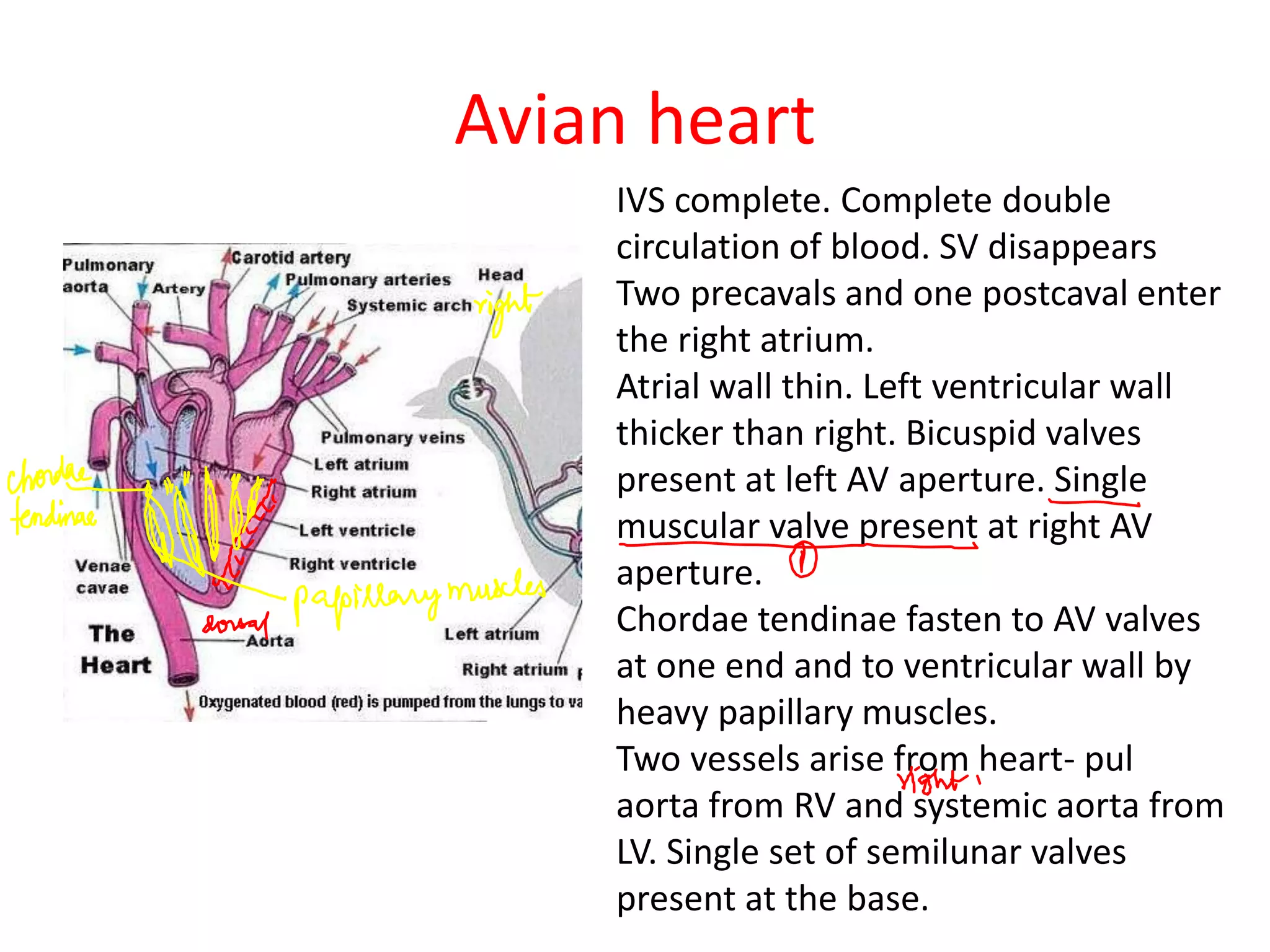 Comp anatomy of heart | PDF