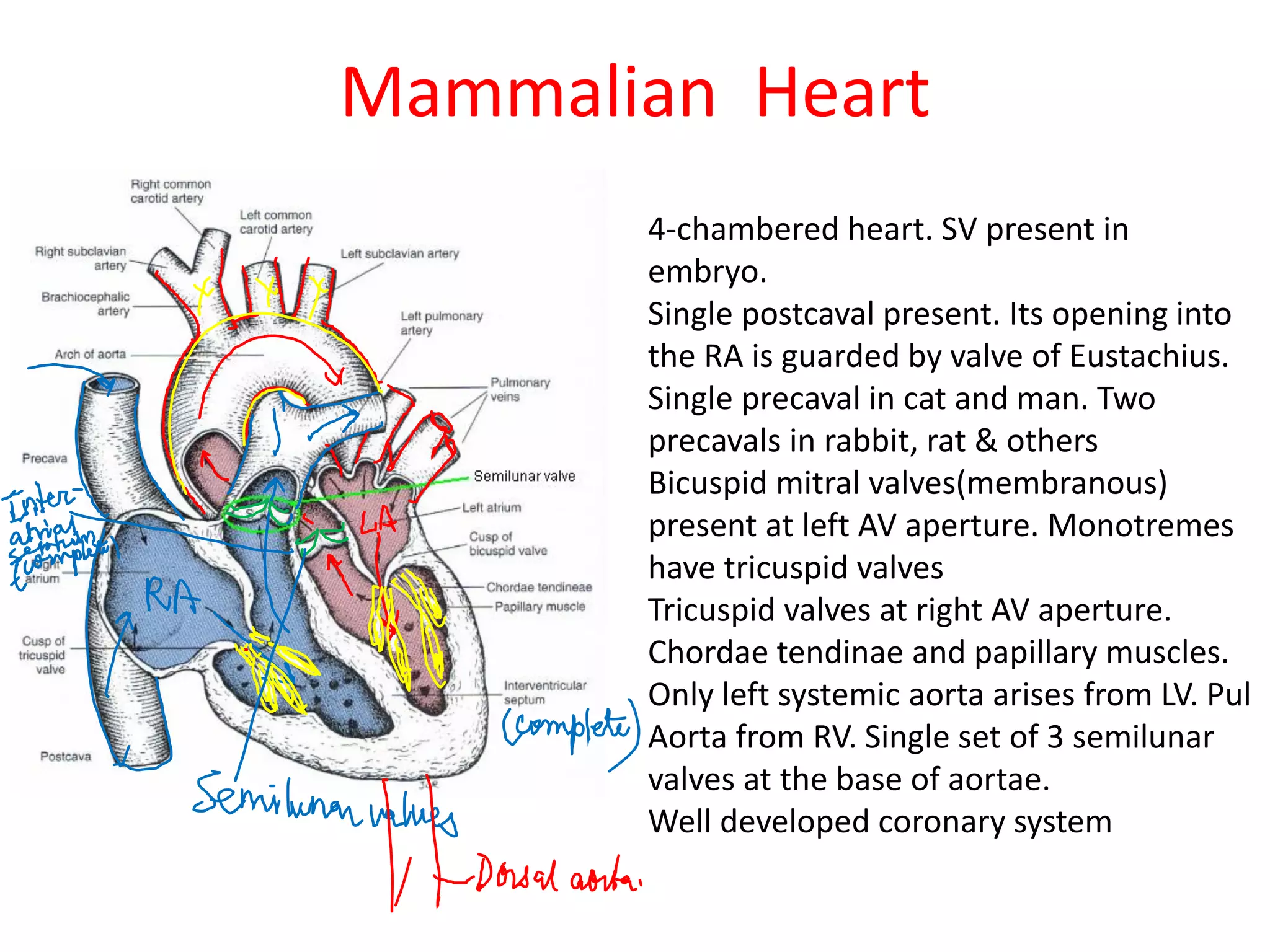 Comp anatomy of heart | PDF