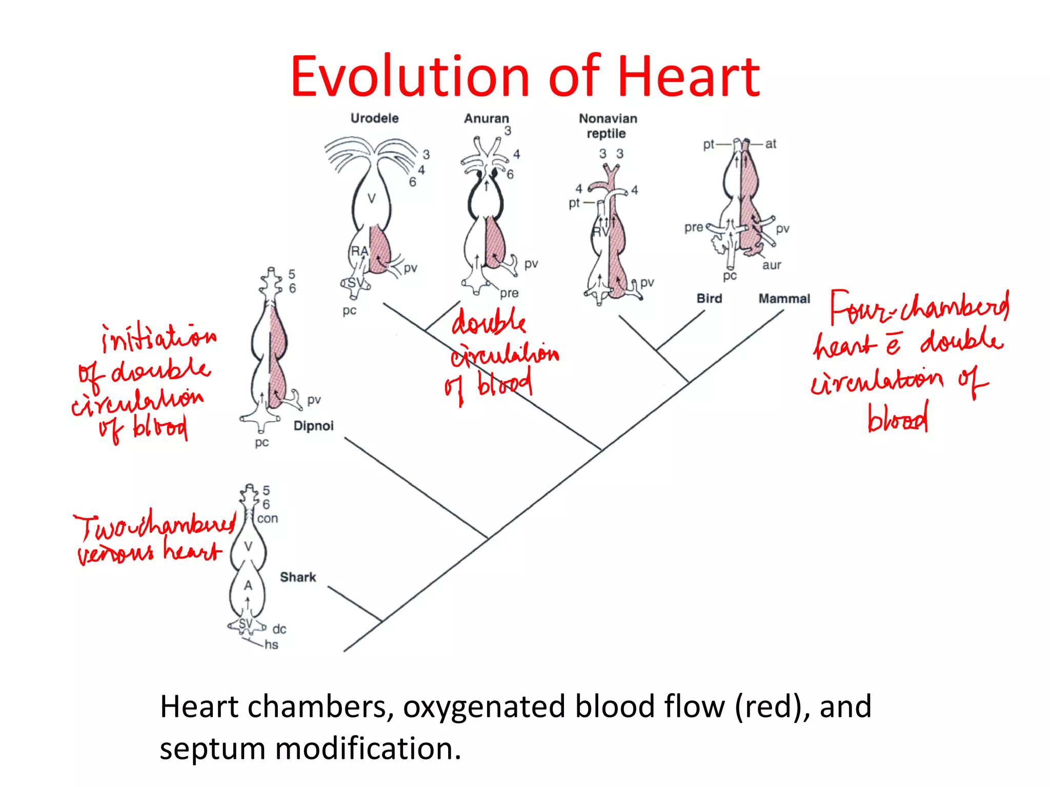 Comp anatomy of heart | PDF