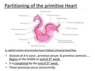 Comp anatomy of heart | PDF
