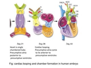 Comp anatomy of heart | PDF