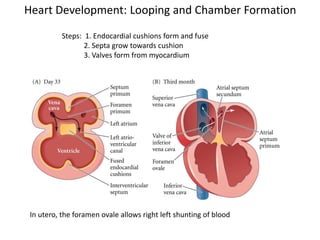 Comp anatomy of heart | PDF
