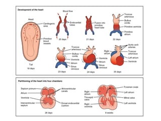 Comp anatomy of heart | PDF
