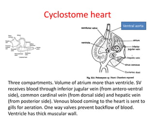 Comp anatomy of heart | PDF