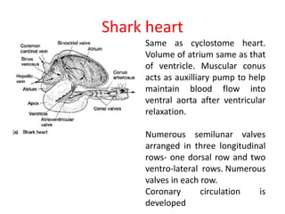 Comp anatomy of heart | PDF