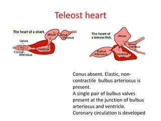 Comp anatomy of heart | PDF