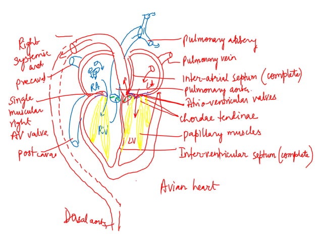 Comp anatomy of heart | PDF