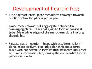 Comp anatomy of heart | PDF