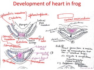 Comp anatomy of heart | PDF