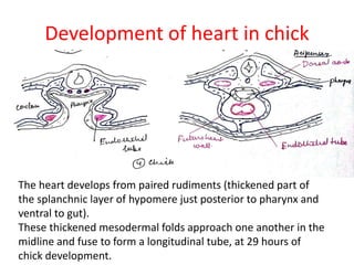 Comp anatomy of heart | PDF