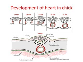 Comp anatomy of heart | PDF