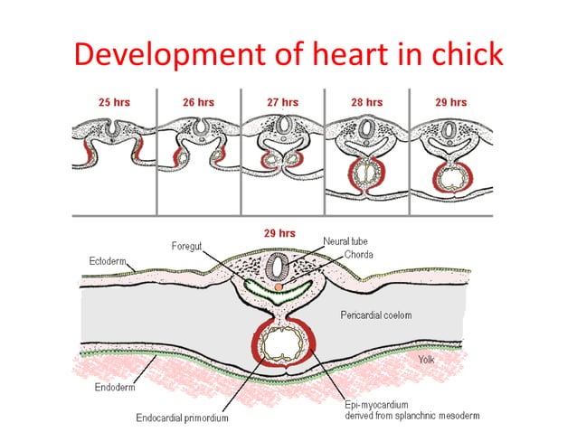 Comp anatomy of heart | PDF