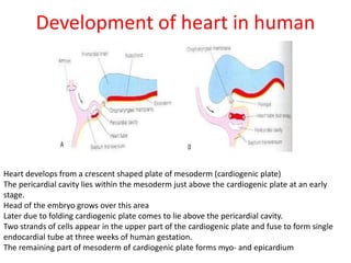 Comp anatomy of heart | PDF
