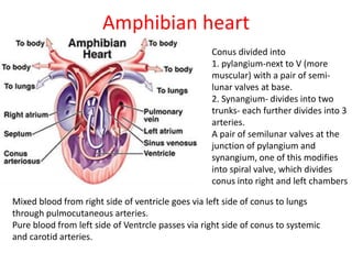 Amphibian Heart Diagram