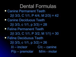 Companion Animal Dentistry Kk | PPT