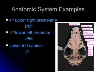 Companion Animal Dentistry Kk | PPT