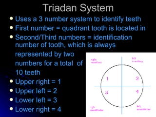 Companion Animal Dentistry Kk | PPT
