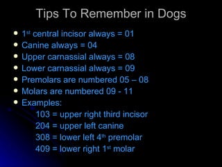 Companion Animal Dentistry Kk | PPT