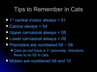 Companion Animal Dentistry Kk | PPT