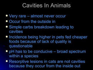 Companion Animal Dentistry Kk | PPT