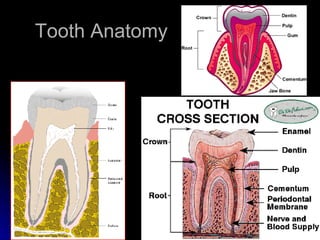 Companion Animal Dentistry Kk | PPT
