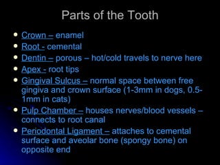 Companion Animal Dentistry Kk | PPT