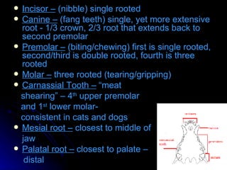 Companion Animal Dentistry Kk | PPT