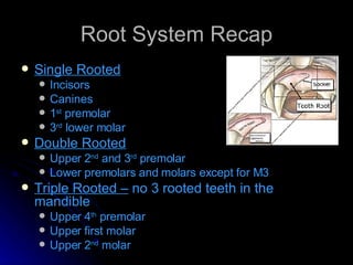 Companion Animal Dentistry Kk | PPT