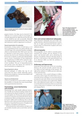 GIT disease in rabbits (1) | PDF