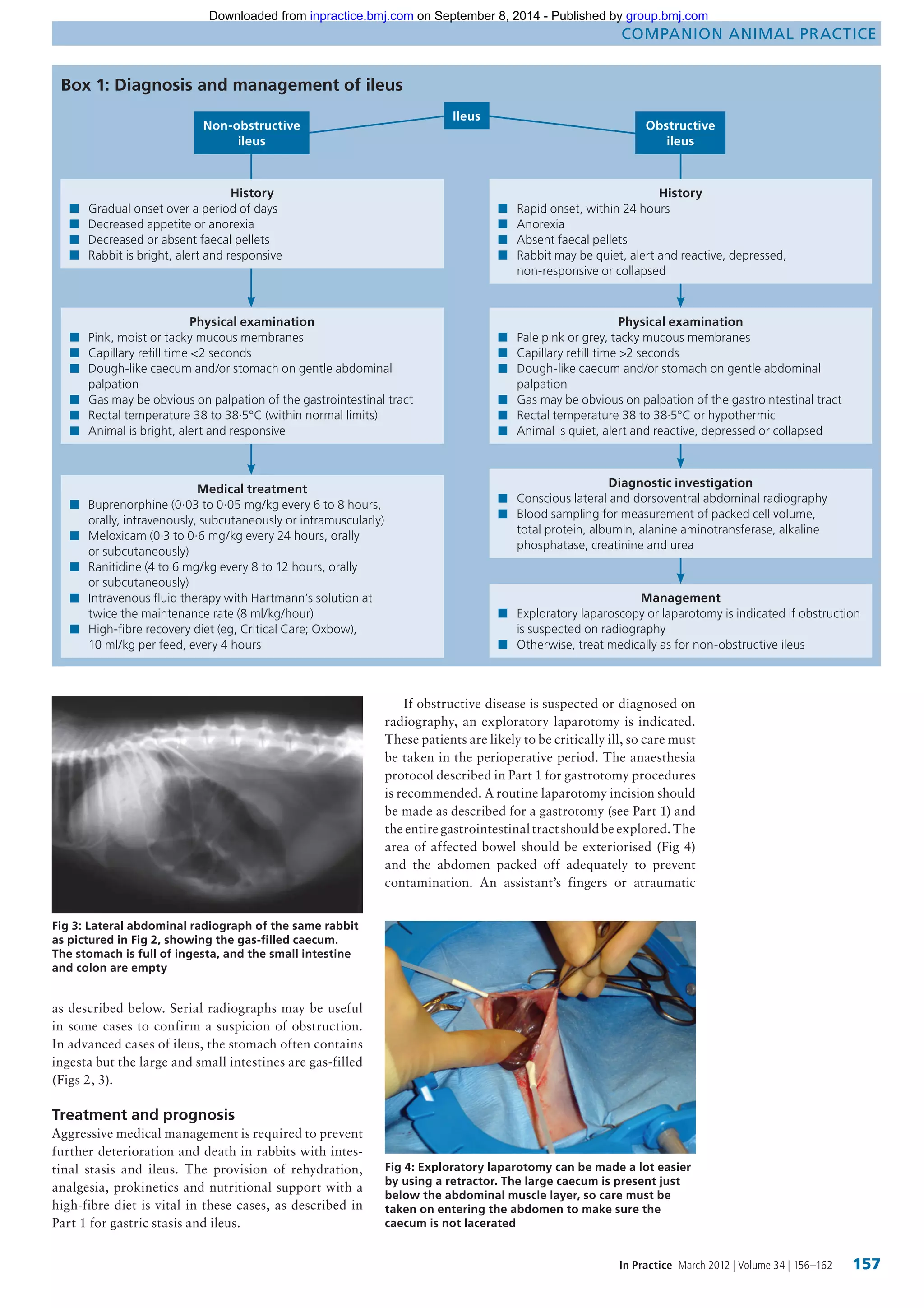 GIT disease in rabbits (2) | PDF