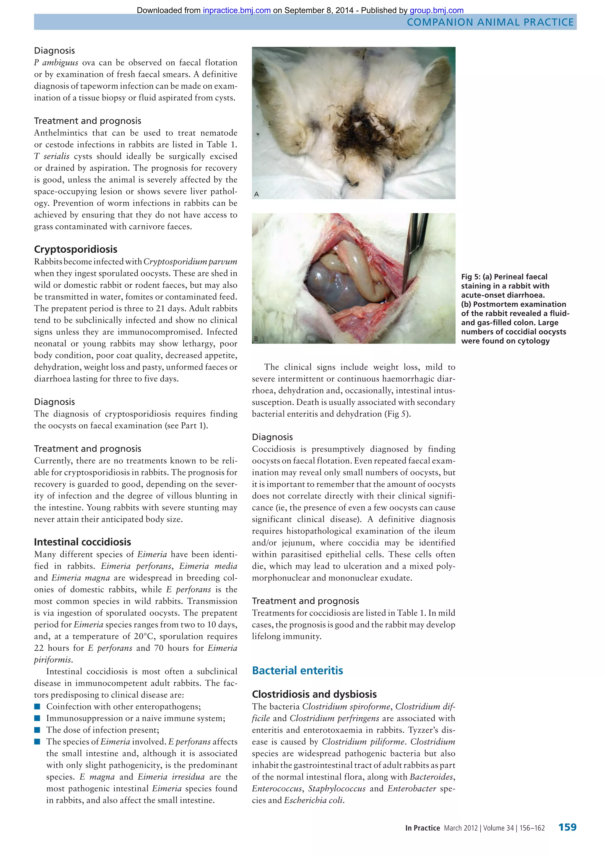 GIT disease in rabbits (2) | PDF