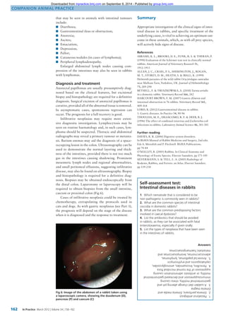 GIT disease in rabbits (2) | PDF