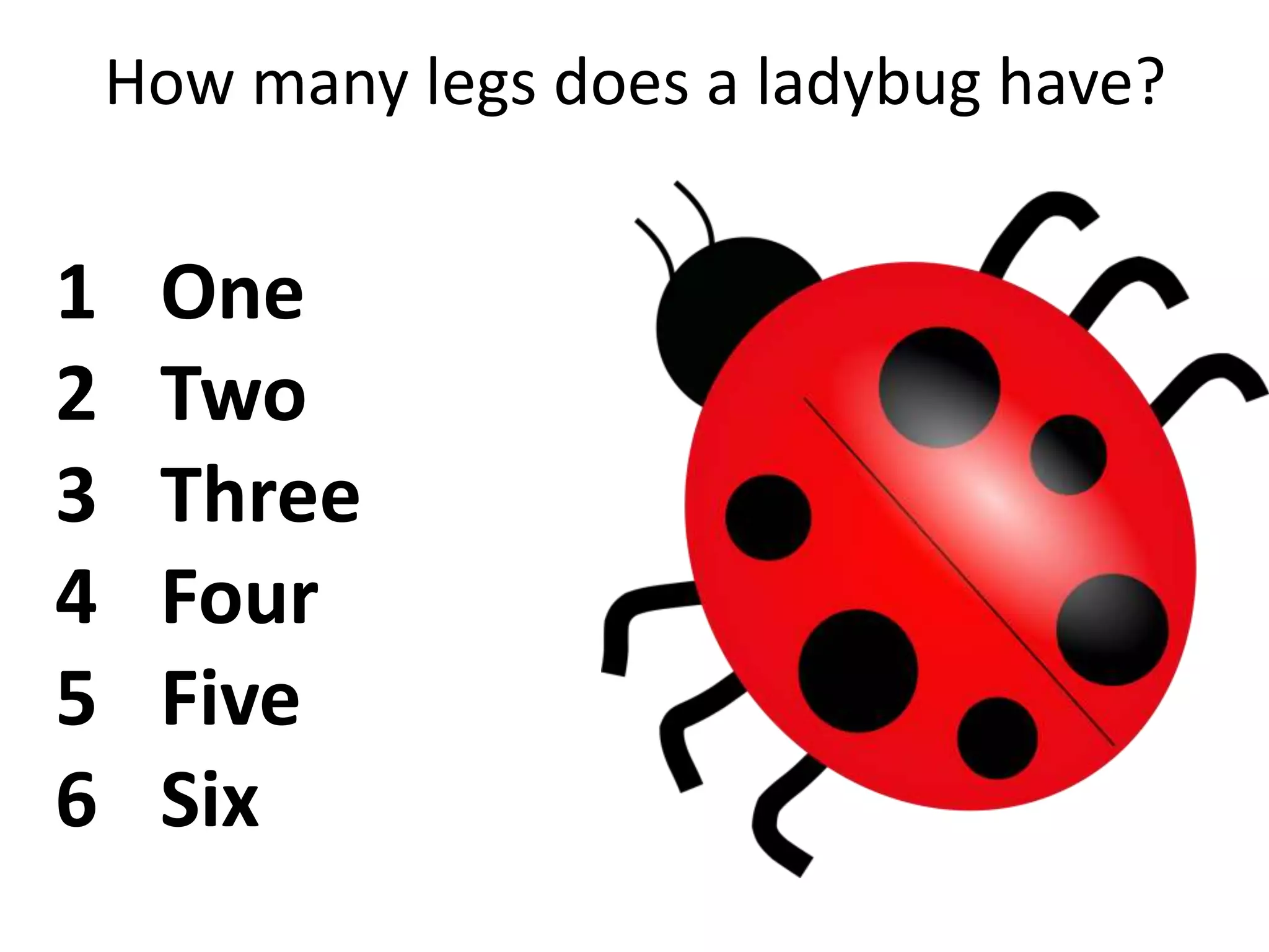 Companion guide to the grouchy ladybug | PPTX