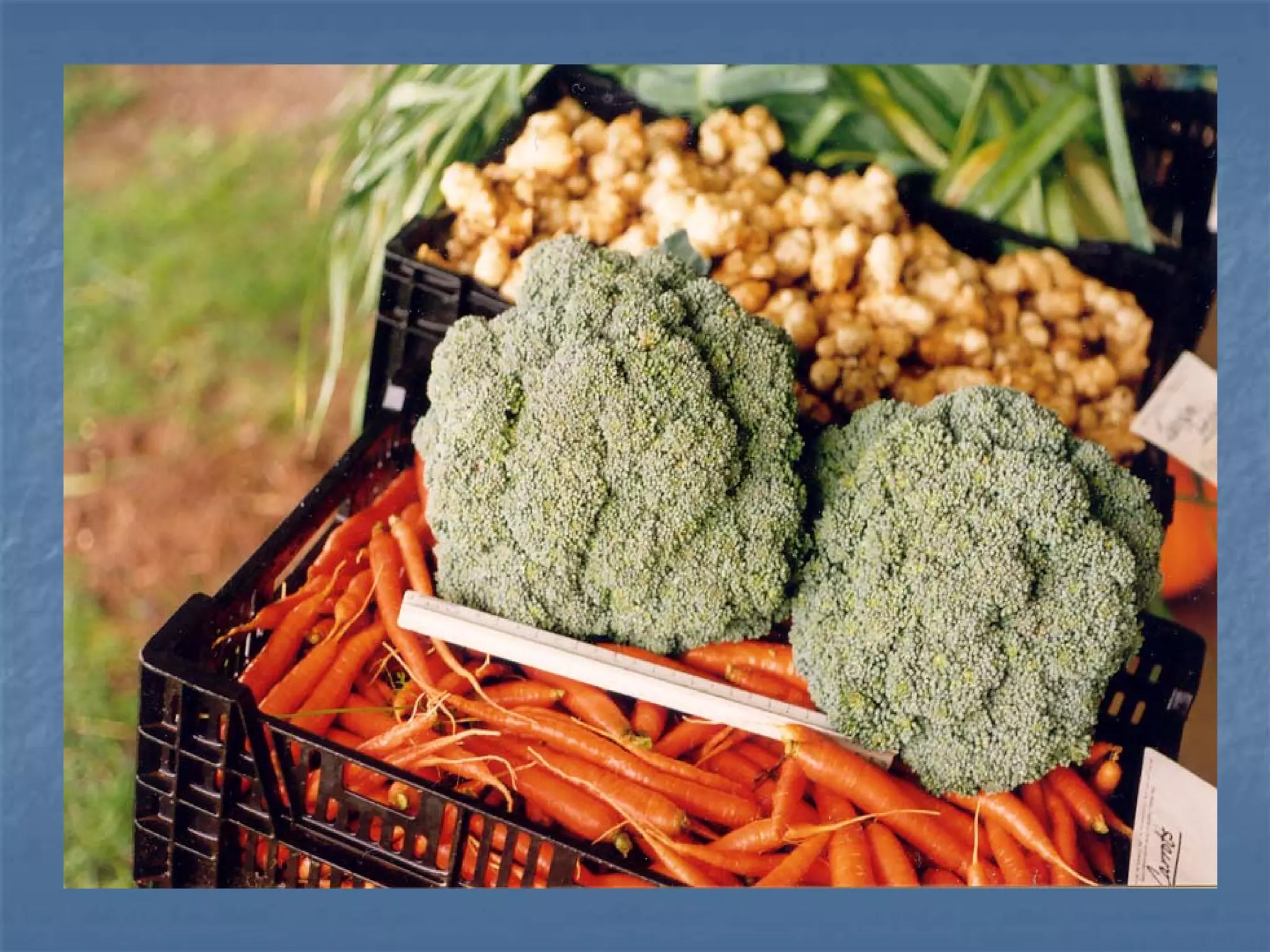 Grow Biointensive Farming and Gardening a Sustainable Agricultural ...