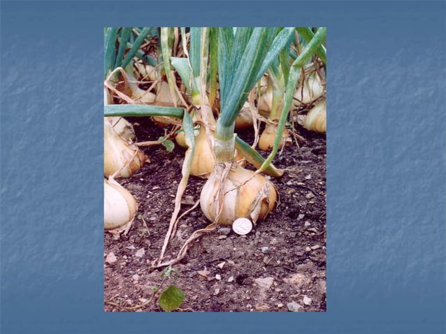 Grow Biointensive Farming and Gardening a Sustainable Agricultural ...