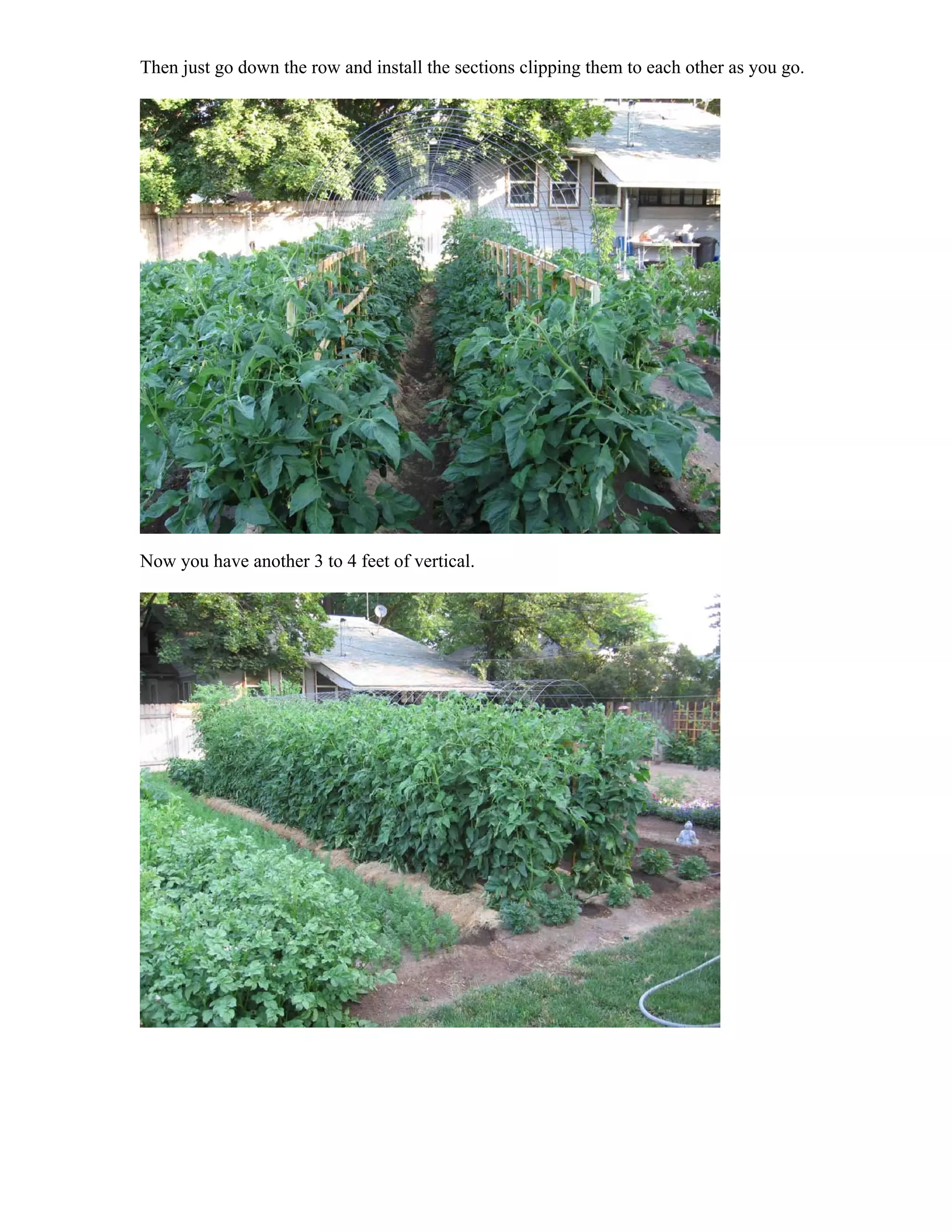 Tomato Trellising System | PDF