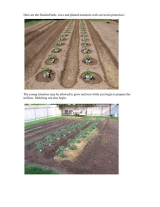Tomato Trellising System | PDF