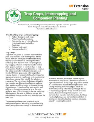 Trap Crops, Intercropping and Companion Planting - University of ...