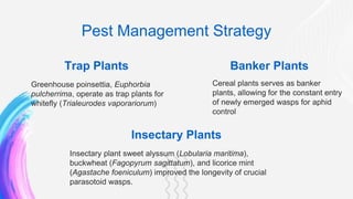 Companion Planting_SO707.pptx